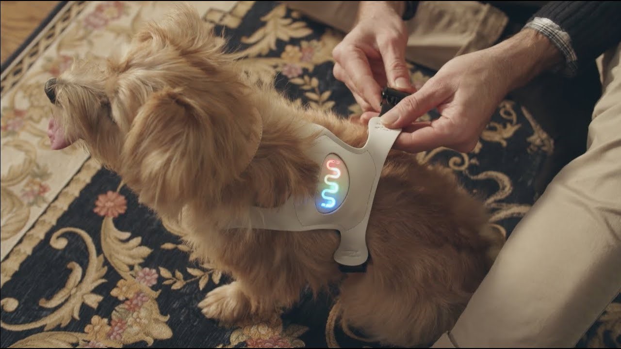 8 Amazing Pet Tech & Gadgets That Every Pet Owner Must Have