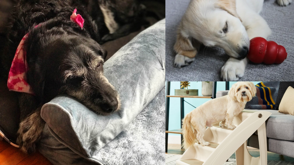 8 Must-Have Pet Accessories That Every Pet Owner Needs - Saving Gain